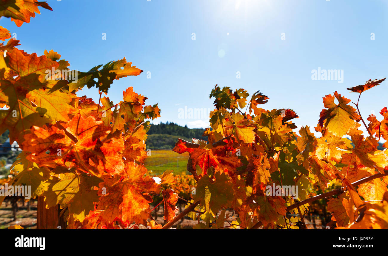Fall grape leaves and vines hi-res stock photography and images - Alamy