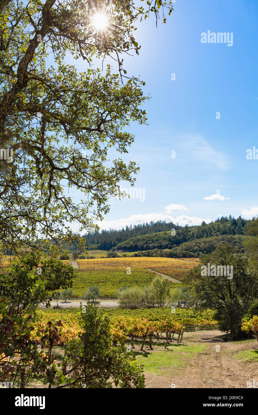 Napa wine vineyard beautiful hi-res stock photography and images - Alamy