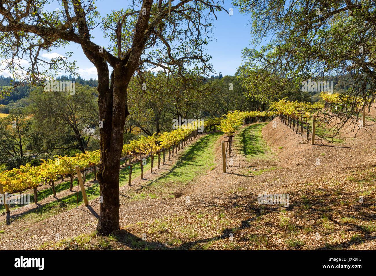 California wine country vineyard landscape Stock Photo - Alamy