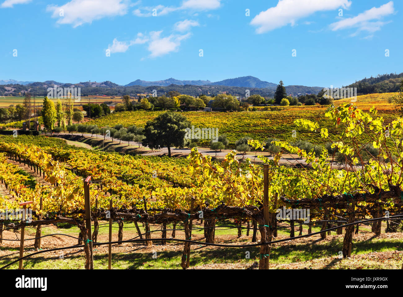 California wine country vineyard landscape Stock Photo - Alamy