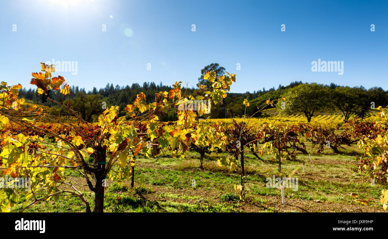 California wine country vineyard landscape Stock Photo - Alamy