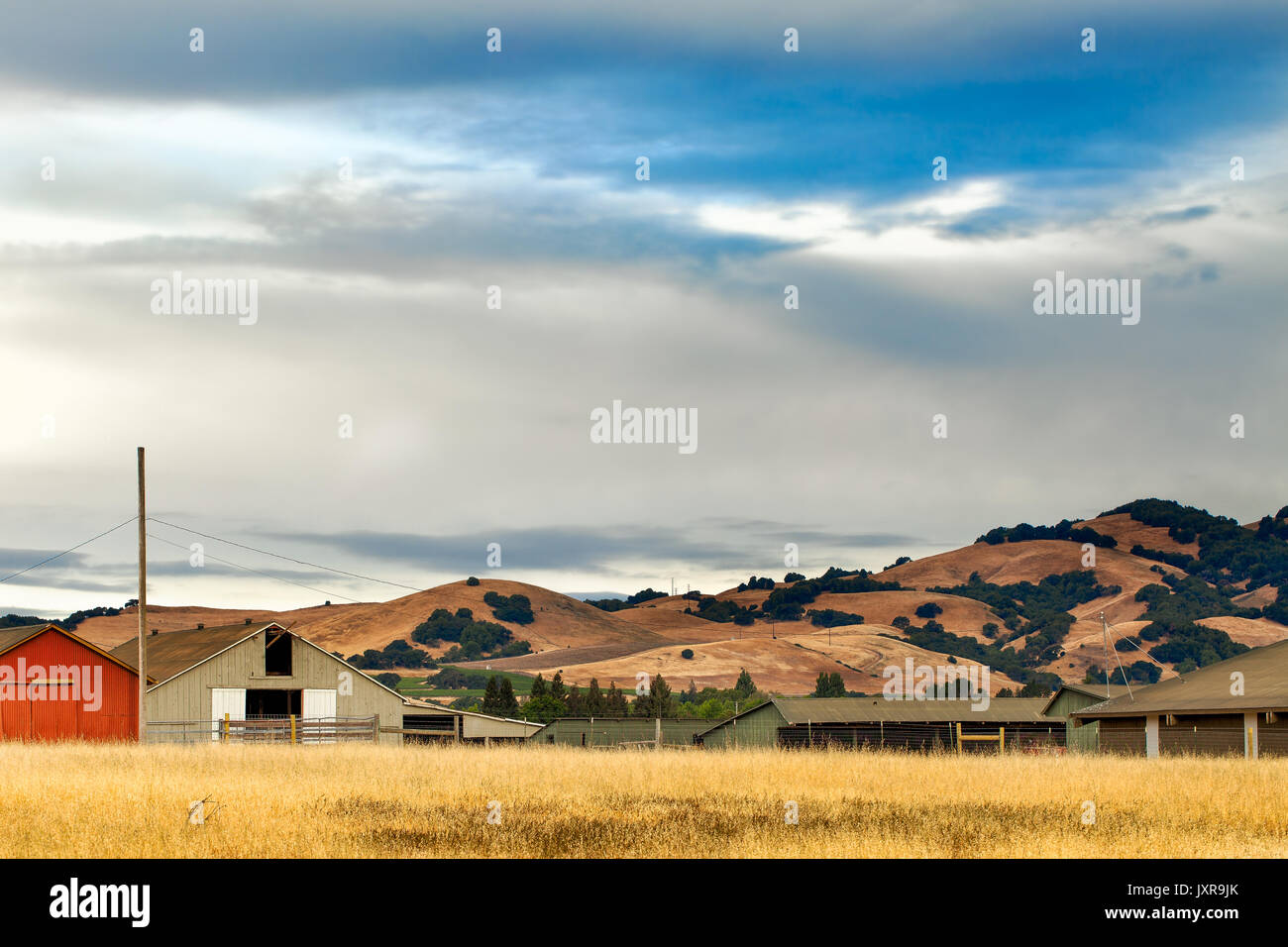 California rolling golden hills dotted with oak trees, green vineyards ...