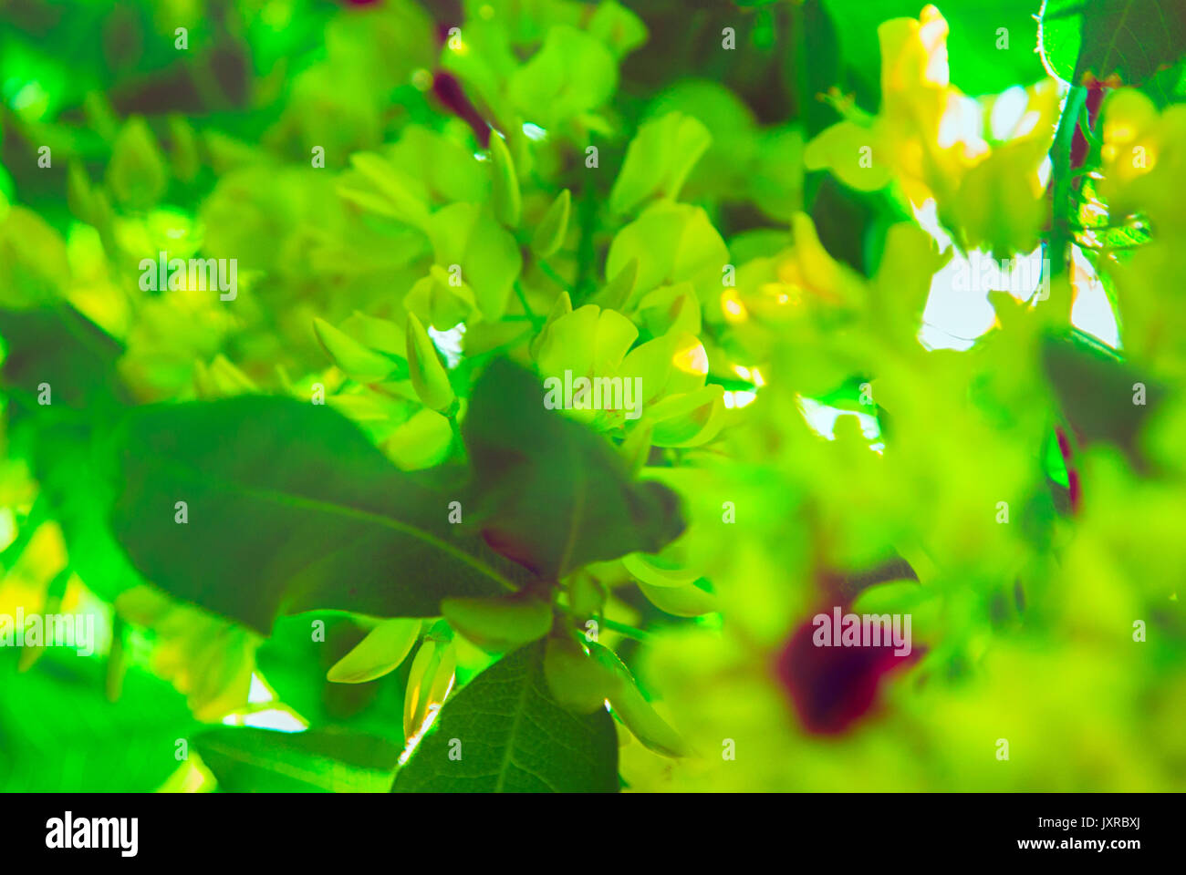 spring background green flowering tree. yellow flowers in sun Stock ...