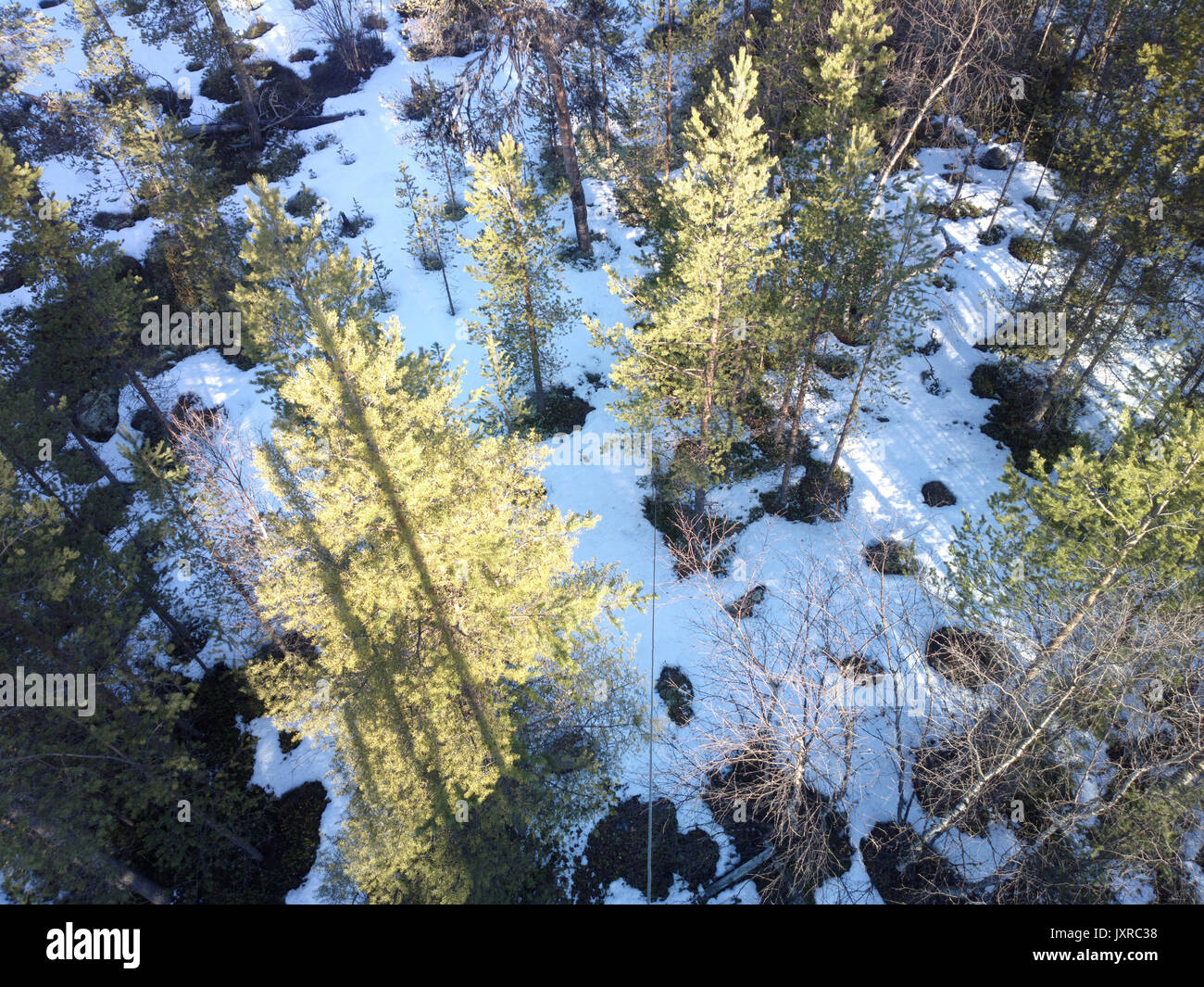 view of pine trees from top down. Spring forest Stock Photo - Alamy