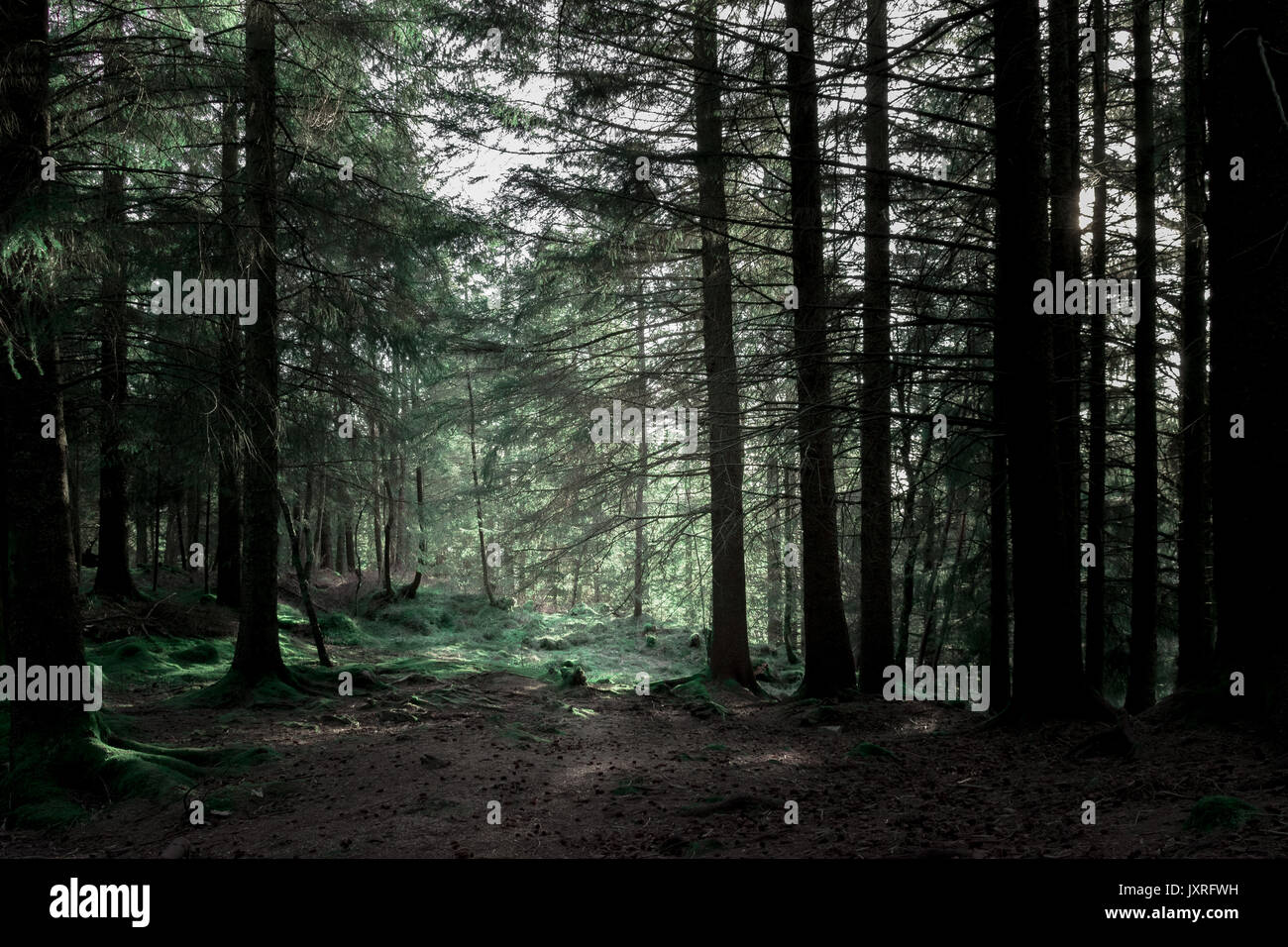Forest in national park in Bergen Norway Stock Photo - Alamy