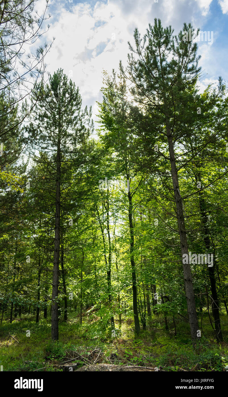Forest during sunny day hi-res stock photography and images - Alamy