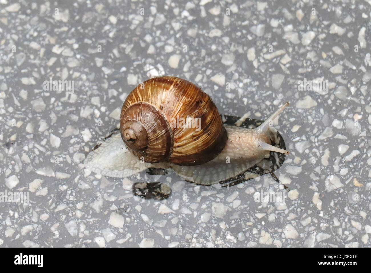 Are Snails Slimy at Charlie Ortega blog