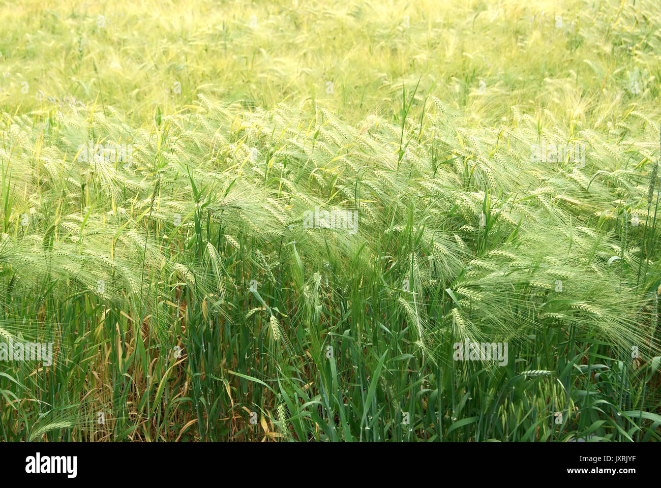 Background of field full of green rye ears ready for harvest gathering ...