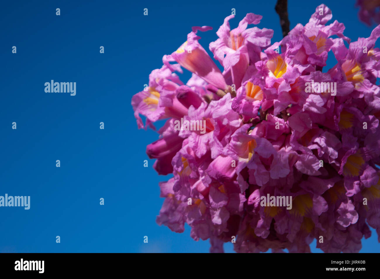 Beautiful pink flowering trees hi-res stock photography and images - Alamy