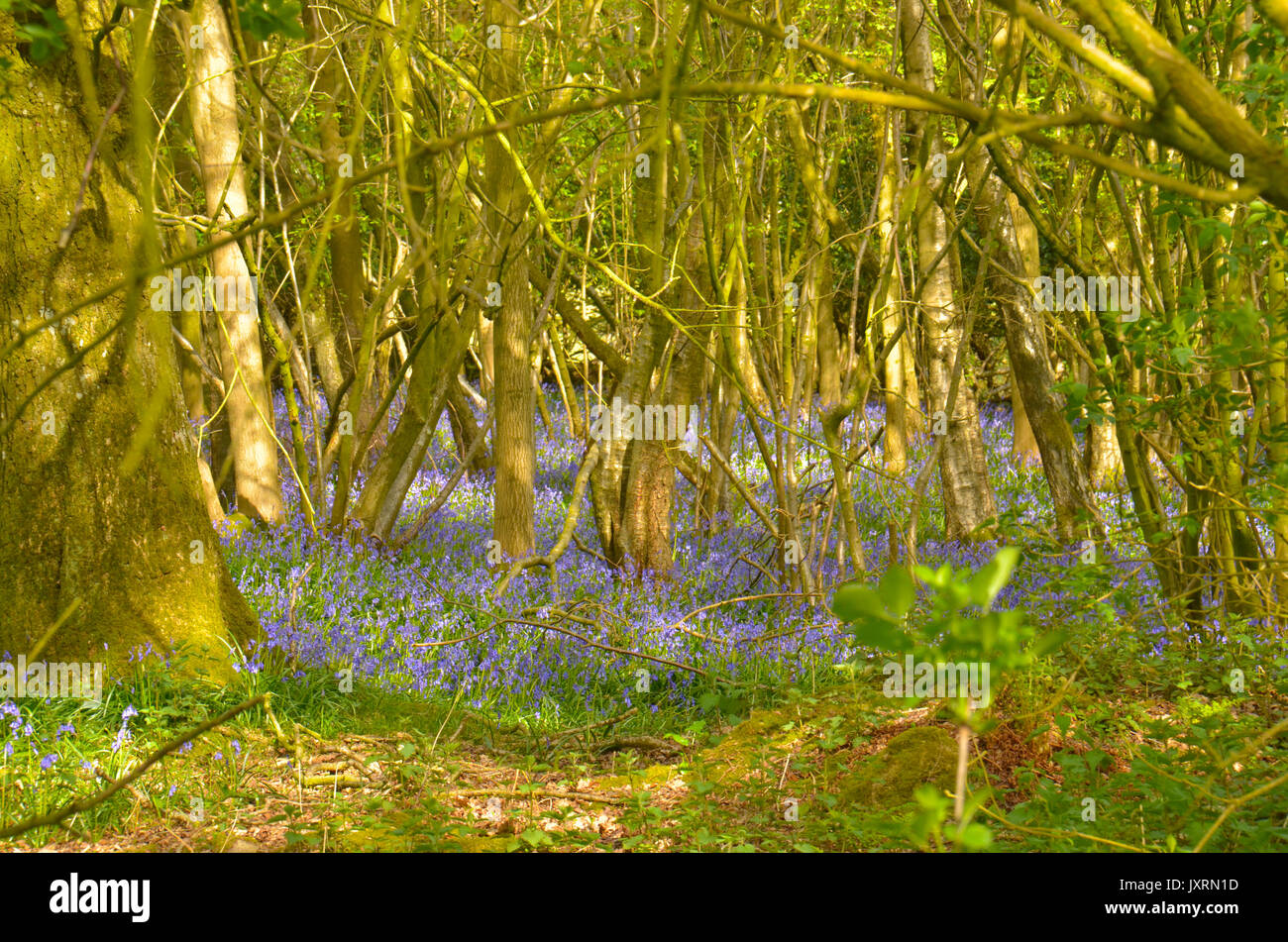 Blooming colourfully in forested areas all over Great Britain during ...