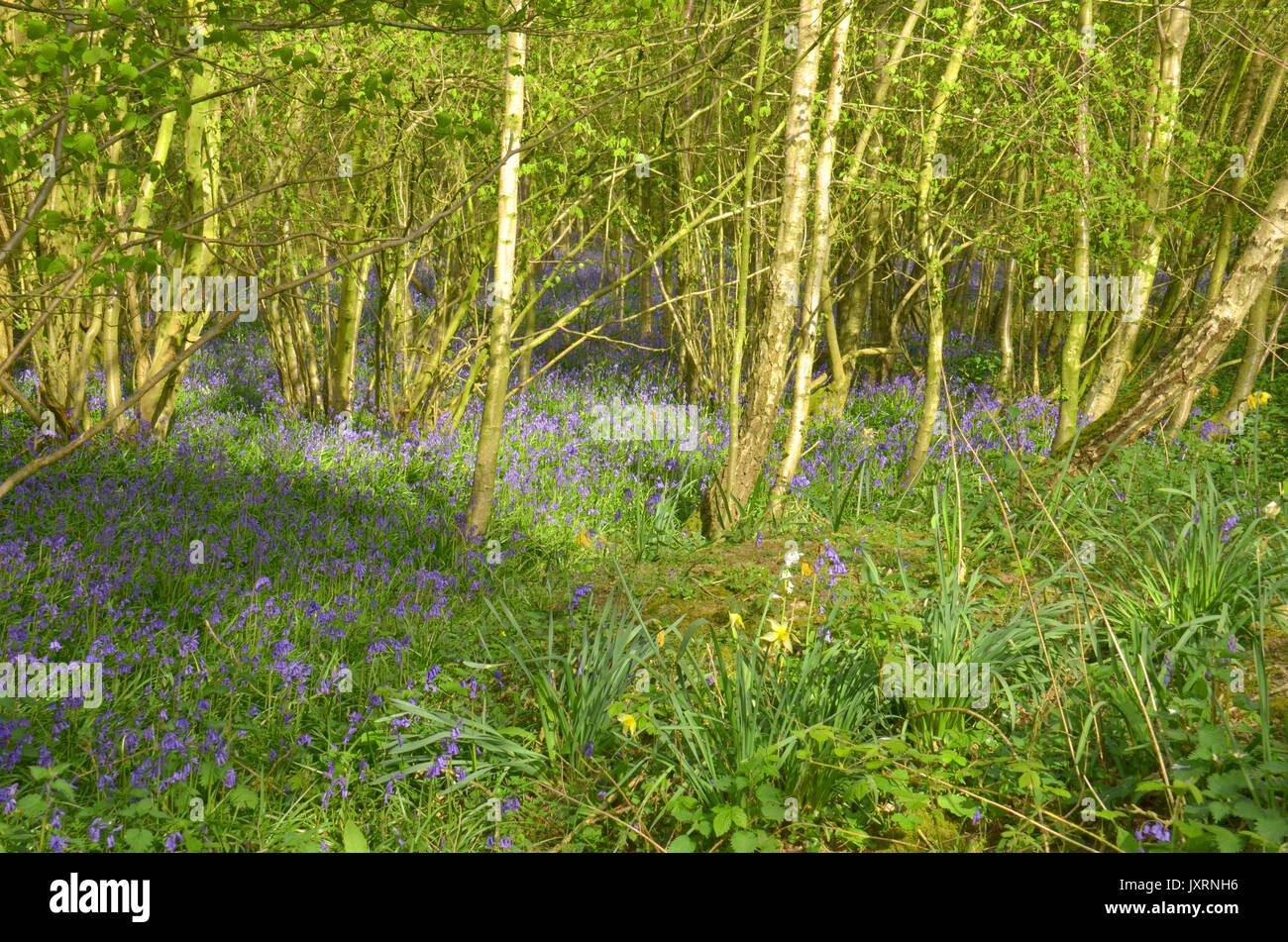 Blooming colourfully in forested areas all over Great Britain during ...