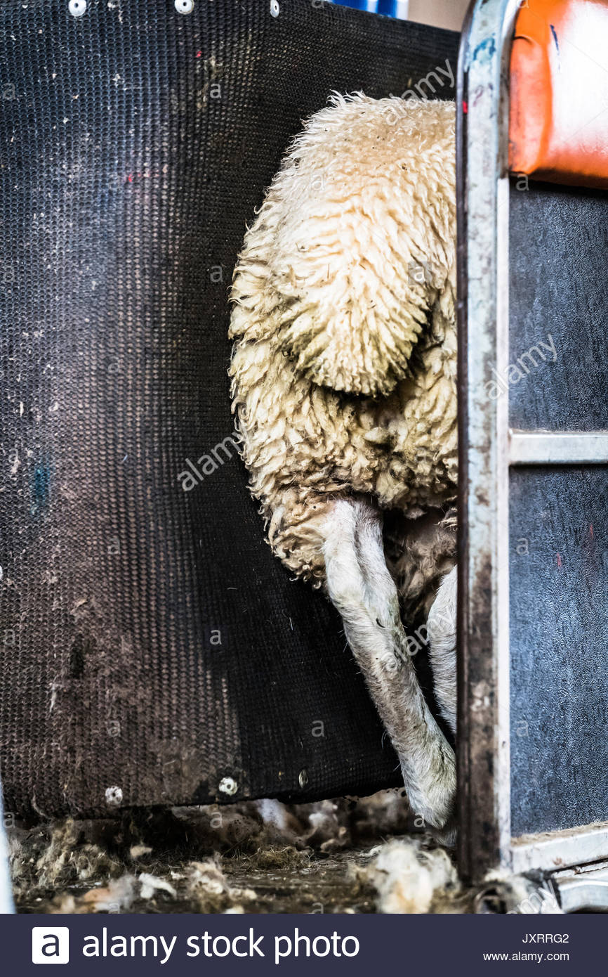 Sheep Washing High Resolution Stock Photography and Images - Alamy