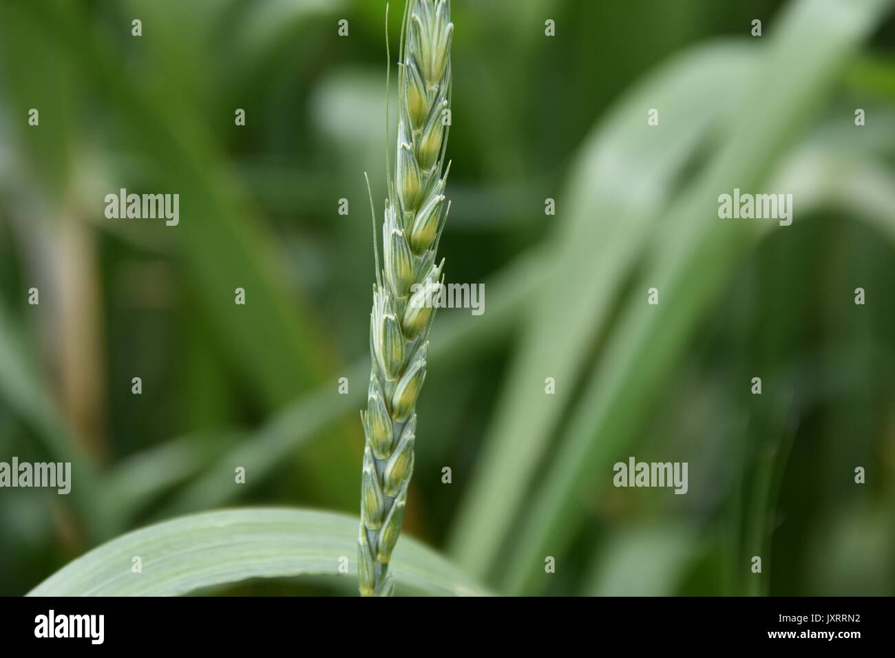 Awnless wheat hi-res stock photography and images - Alamy