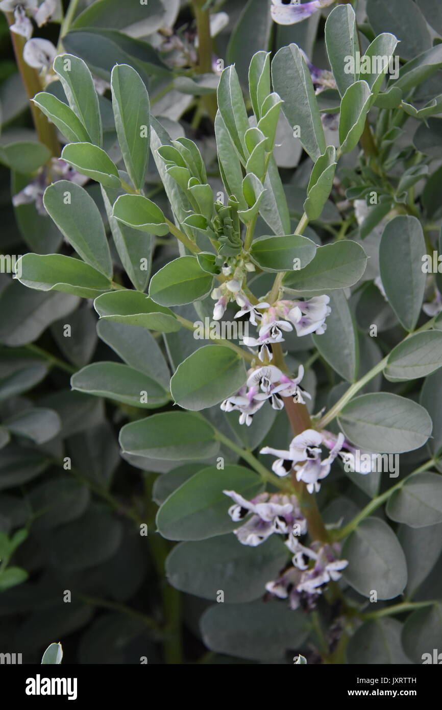 Faba Bean Crop Stock Photo - Alamy