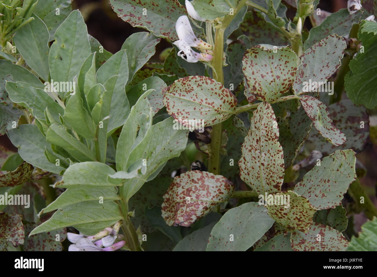Faba Bean Disease Stock Photos & Faba Bean Disease Stock Images - Alamy