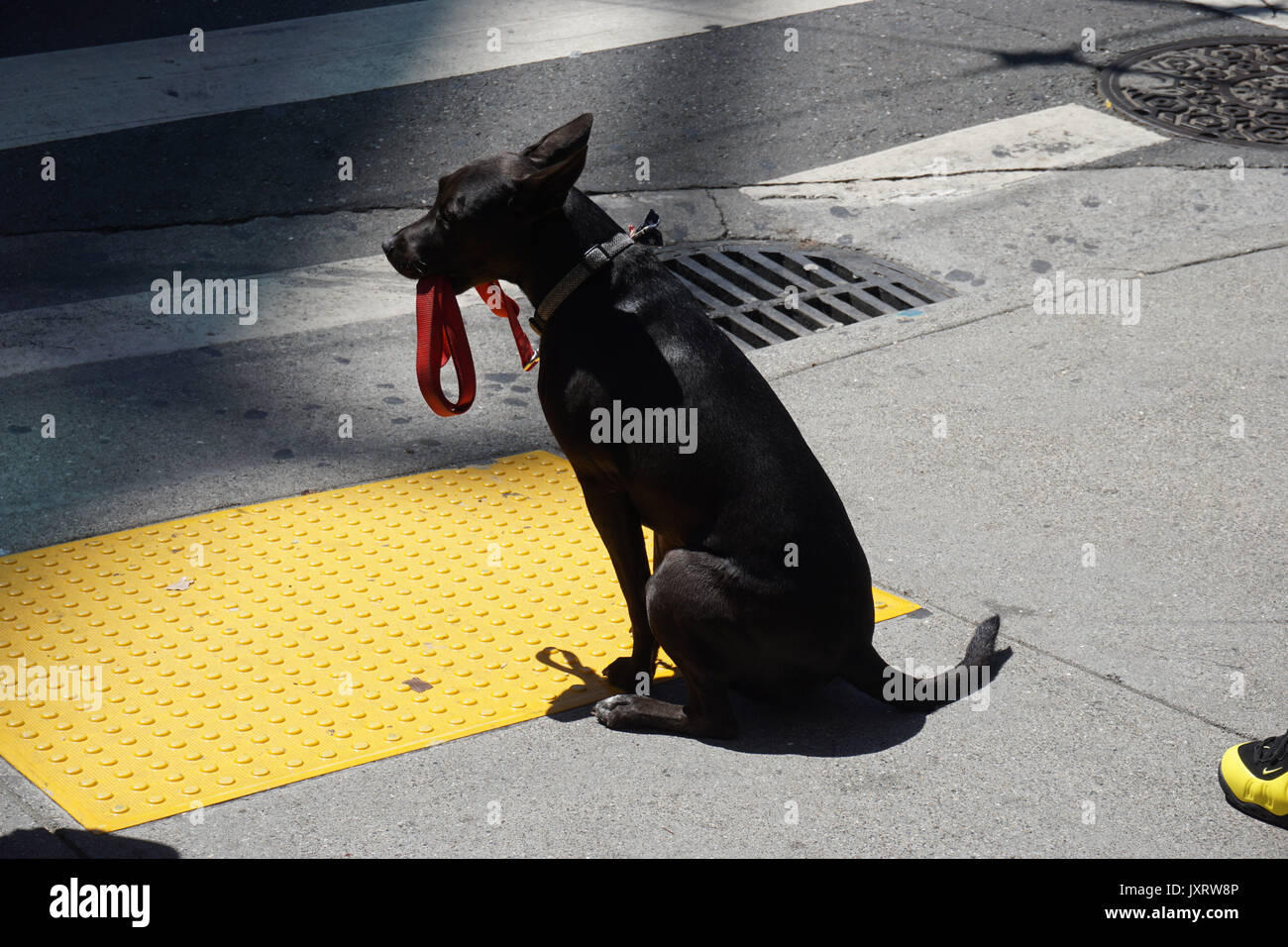 Dog taking itself for walk Stock Photo - Alamy