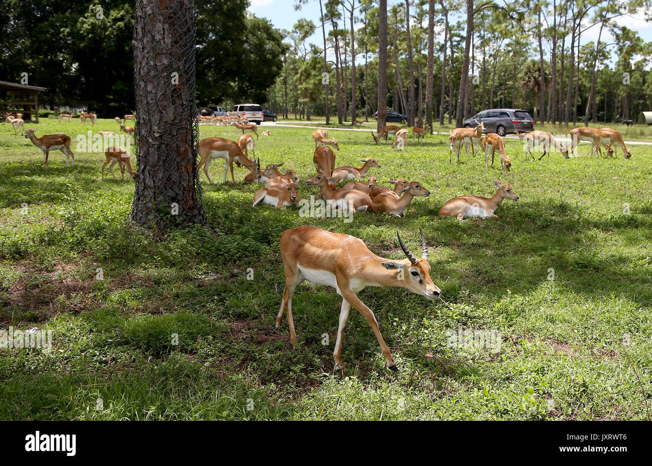 Members Of Antelope Family High Resolution Stock Photography and Images ...
