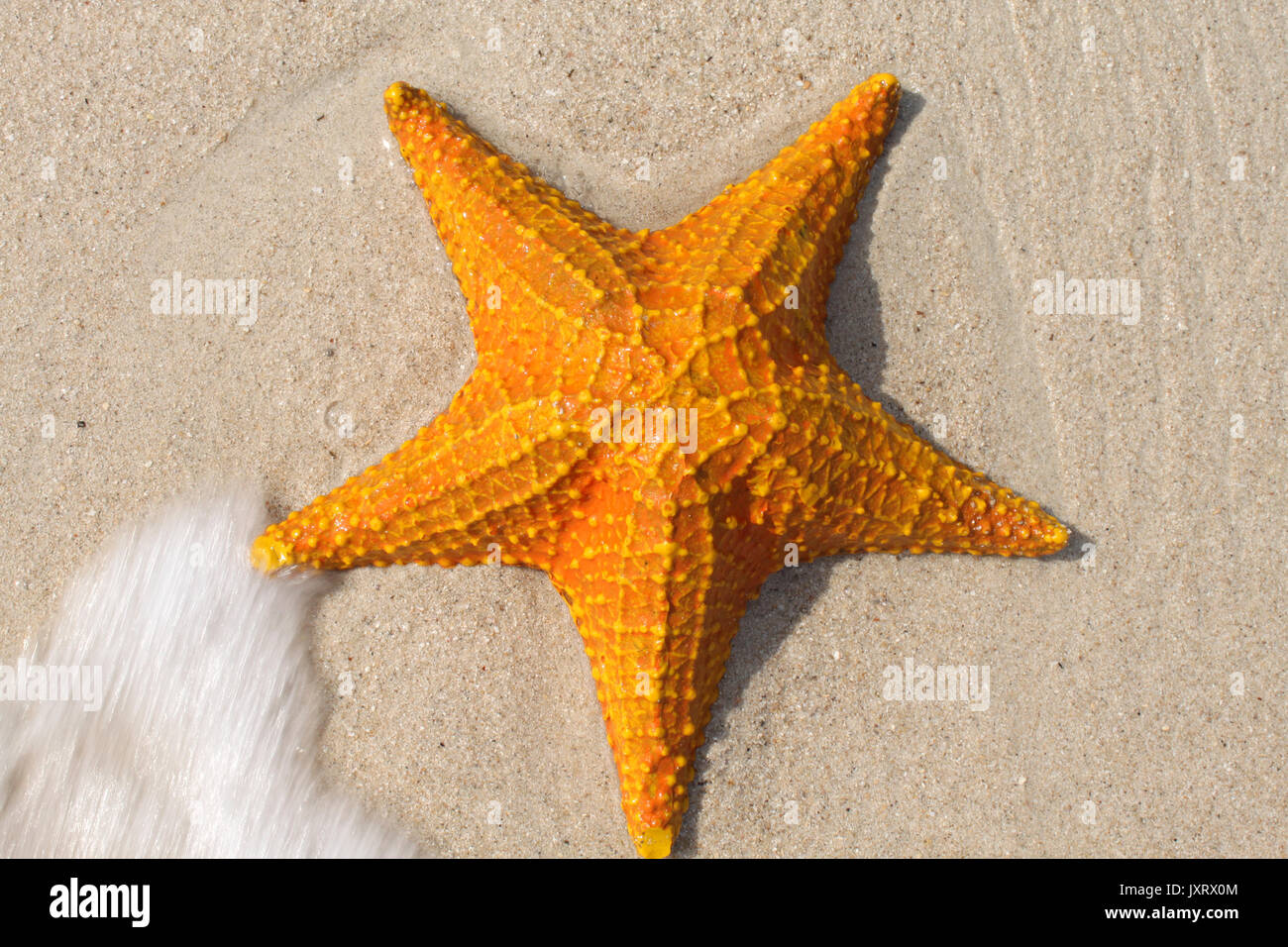 Large starfish hi-res stock photography and images - Alamy