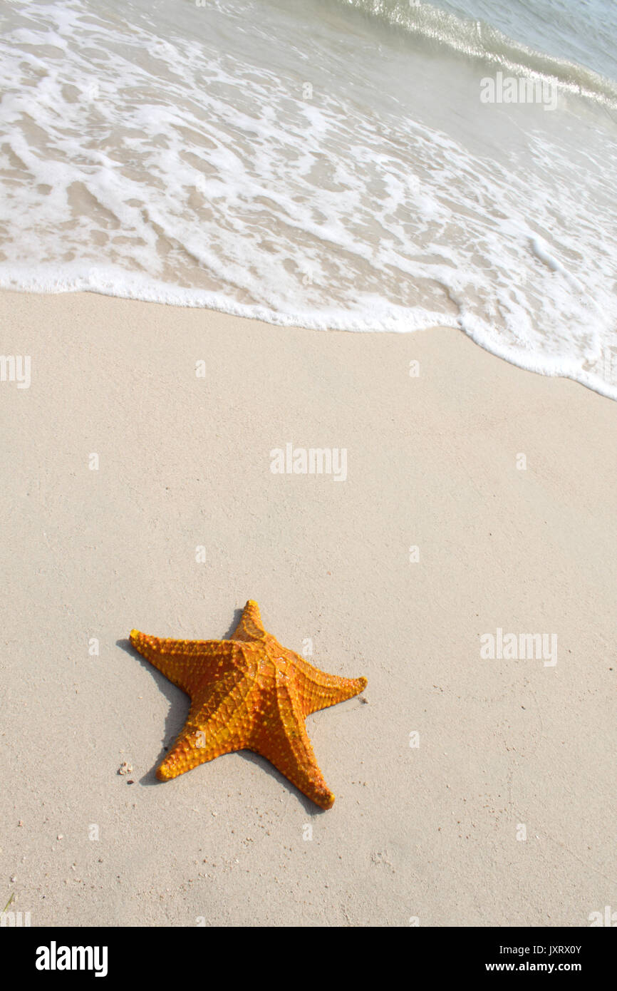 Starfish on golden sandy hi-res stock photography and images - Alamy