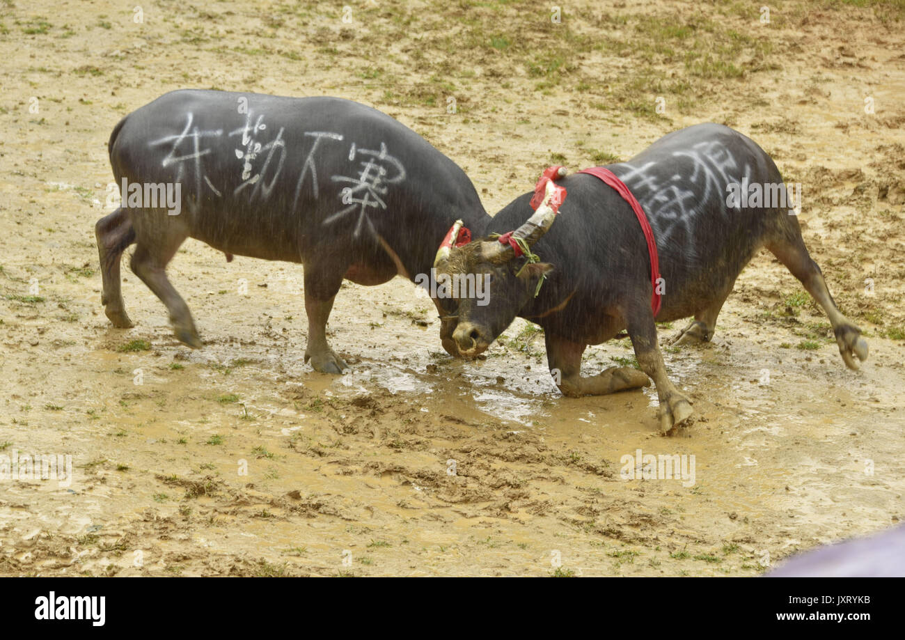 Guizhou, China. 16th August, 2017. More than 60 bulls attend the ...