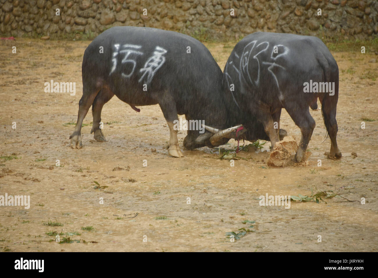 Guizhou, China. 16th August, 2017. More than 60 bulls attend the ...