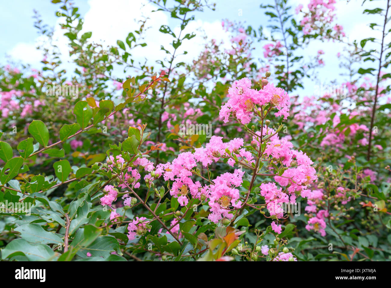 Lagerstroemia indica flowers bloom in the garden with romantic pink for ...