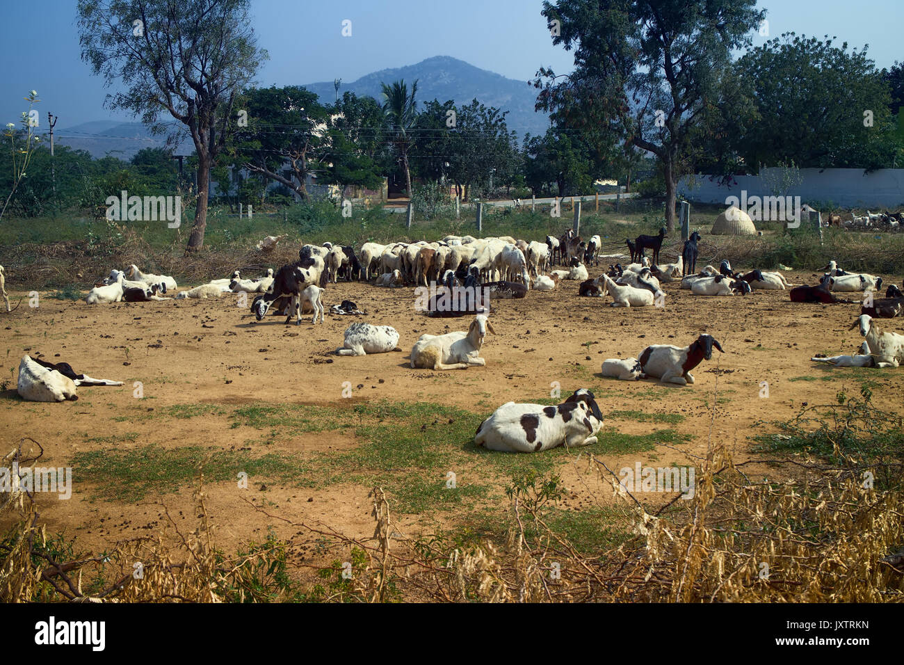 Dry, hilly Prairie of the Deccan plateau (India). Flock of sheep ...