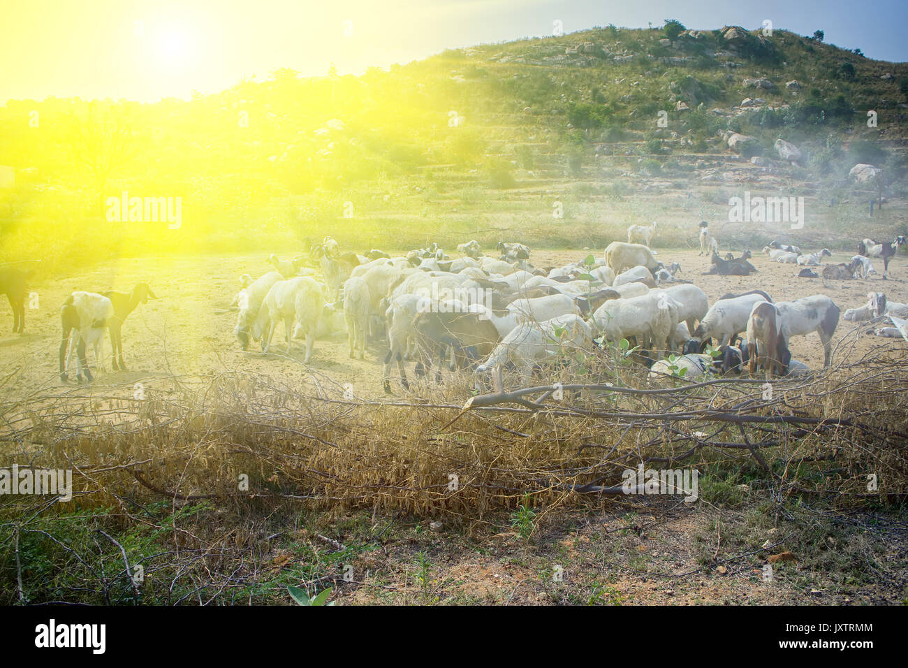 Dry, hilly Prairie of the Deccan plateau (India). Flock of sheep ...