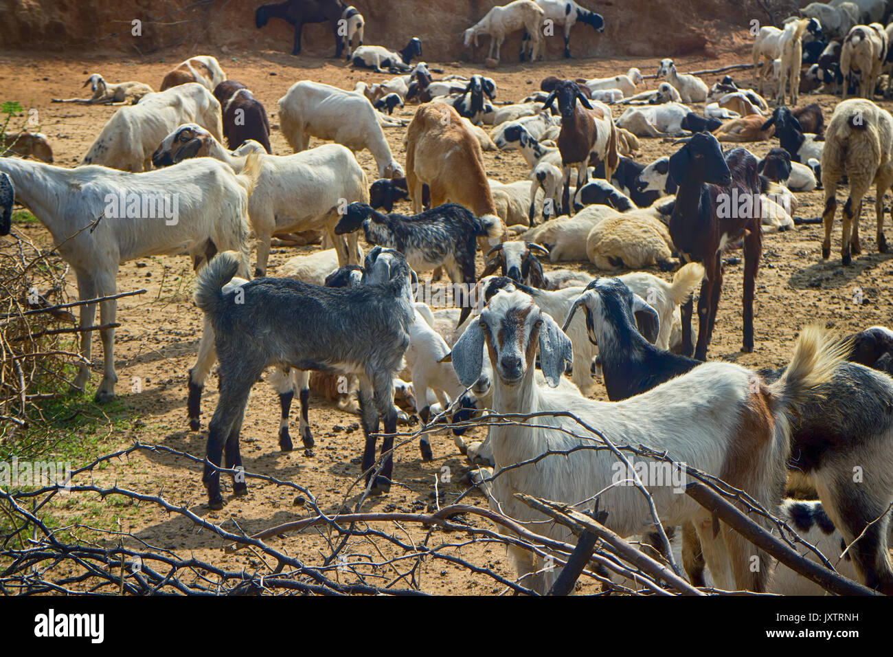Dry, hilly Prairie of the Deccan plateau (India). Flock of sheep ...