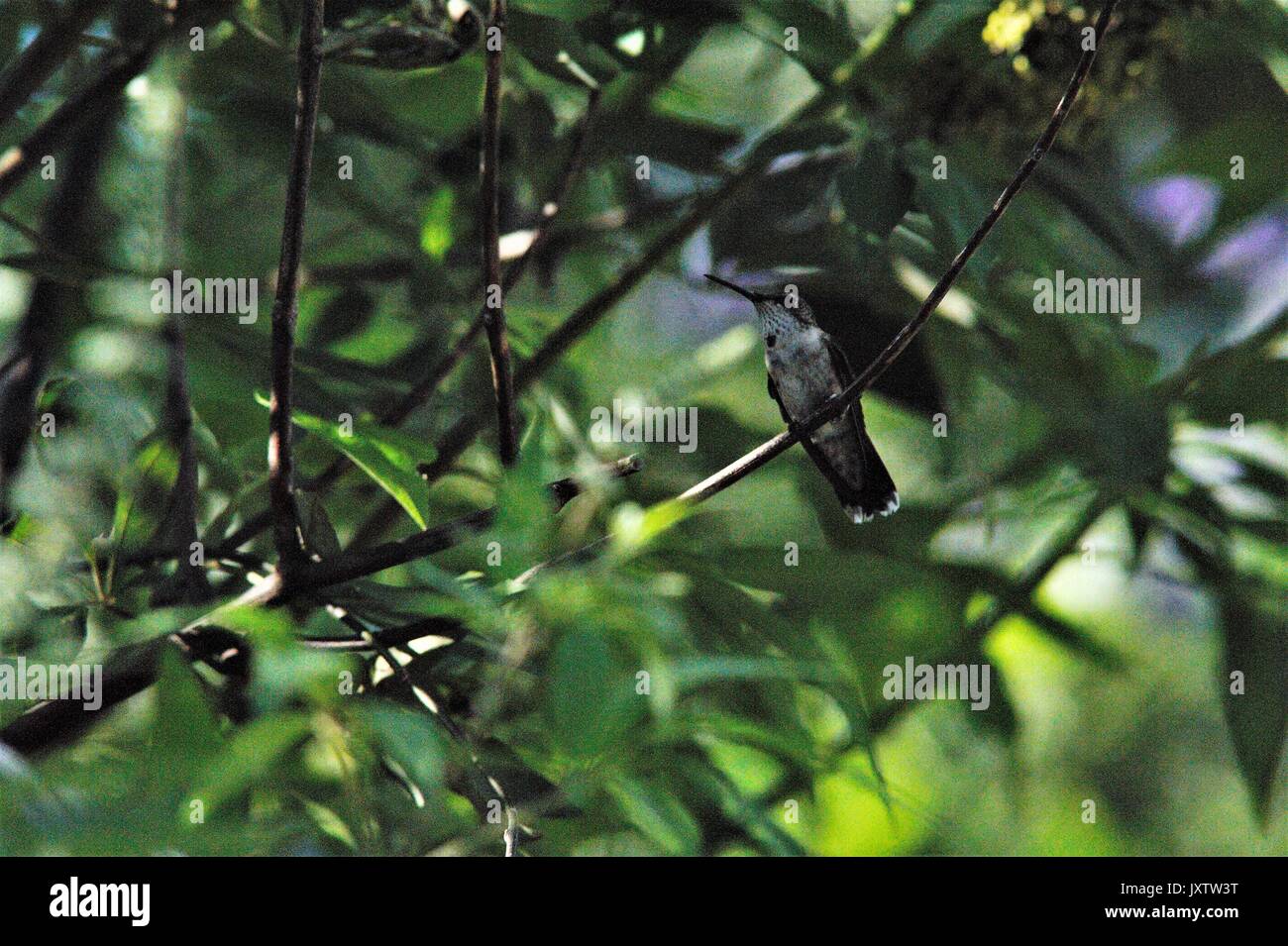 Nature Hummingbird on a perch Stock Photo - Alamy