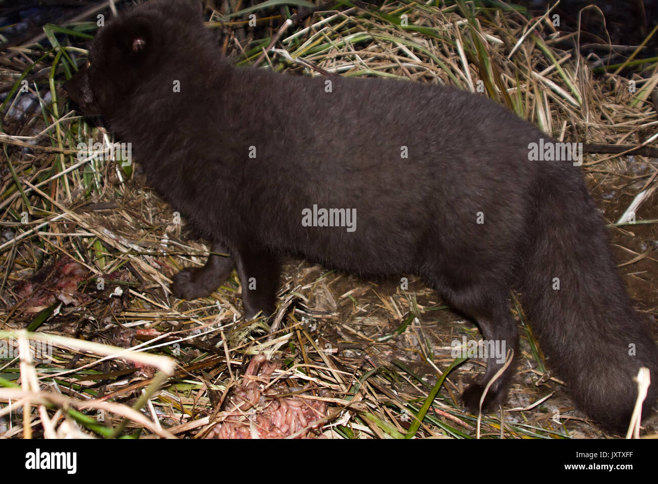 Blue foxes (Alopex lagopus semenovi) come at night to devour carcasses ...