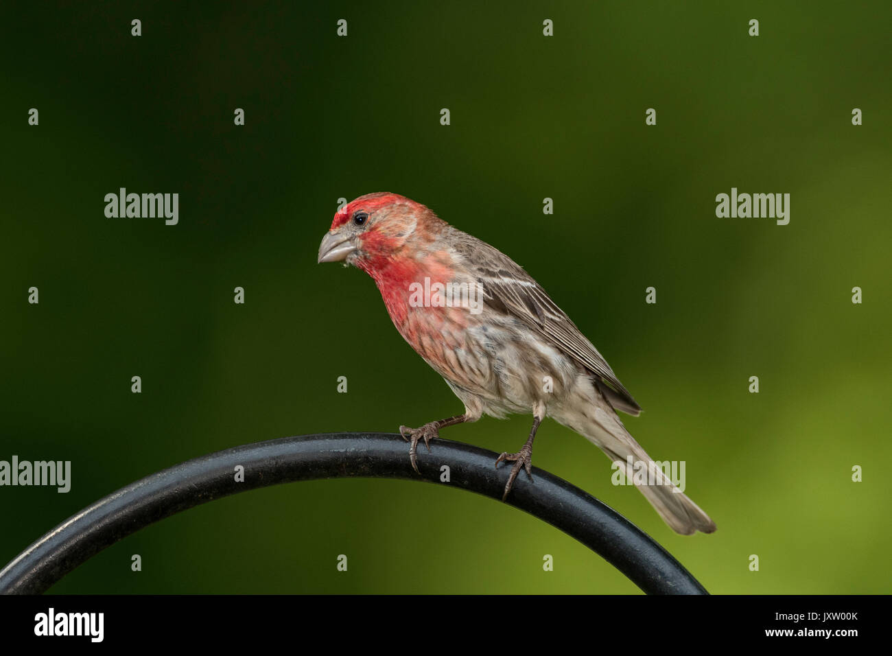 Perched male House Finch Stock Photo - Alamy