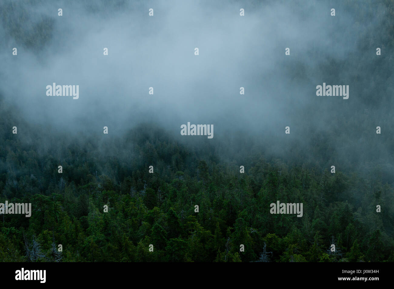 Aerial rain forest british columbia hi-res stock photography and images ...