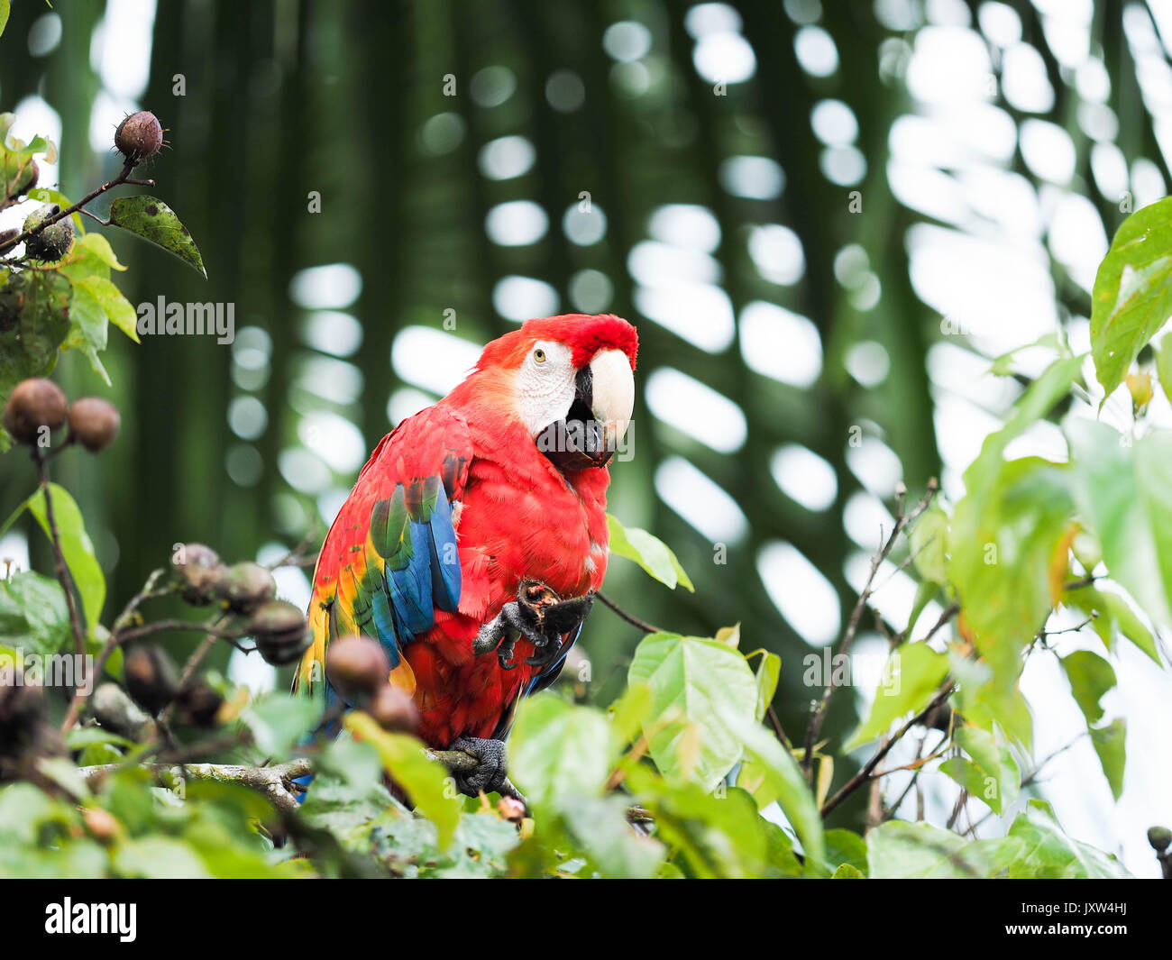 Amazonia forest hi-res stock photography and images - Alamy