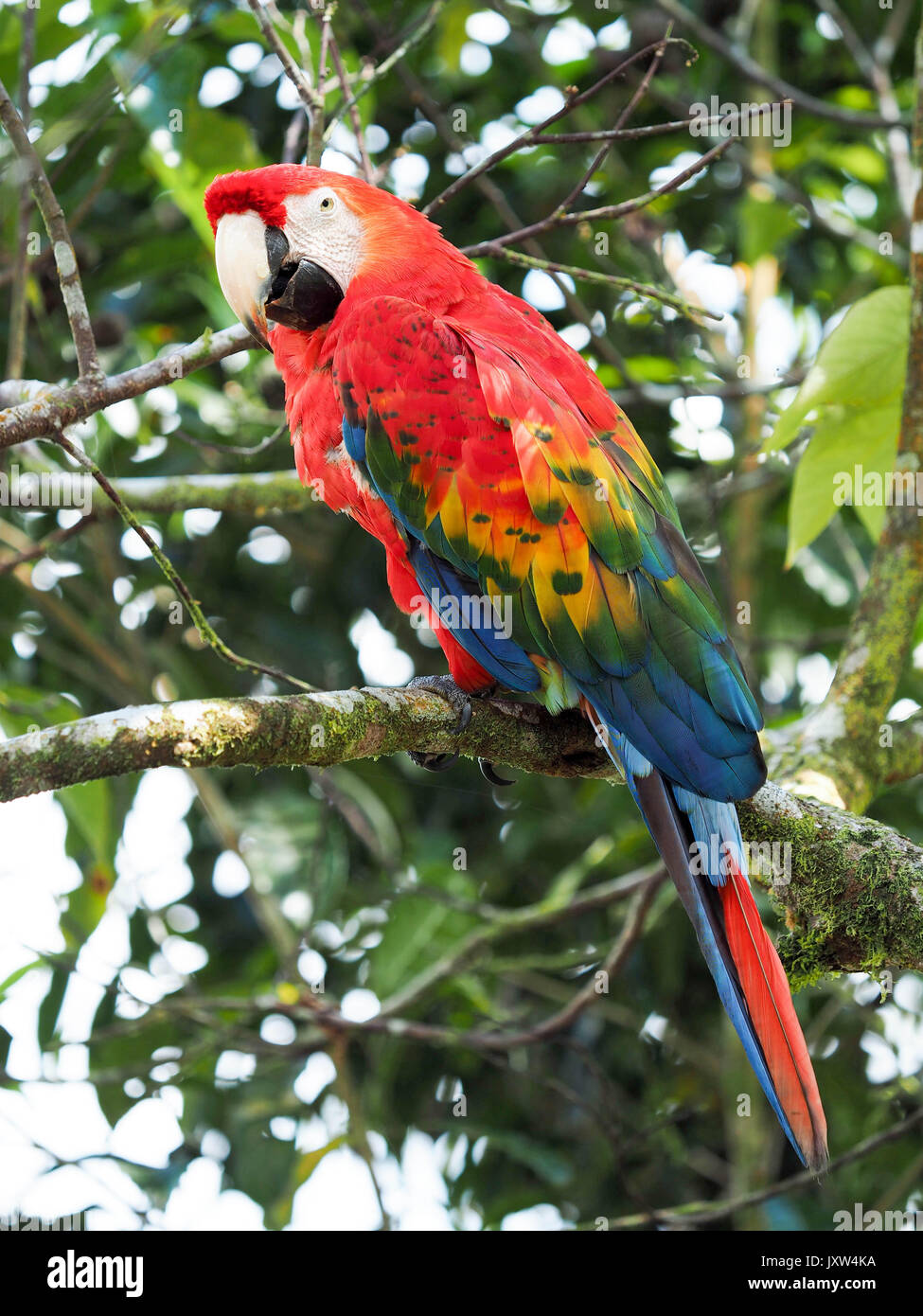 Amazonia forest hi-res stock photography and images - Alamy