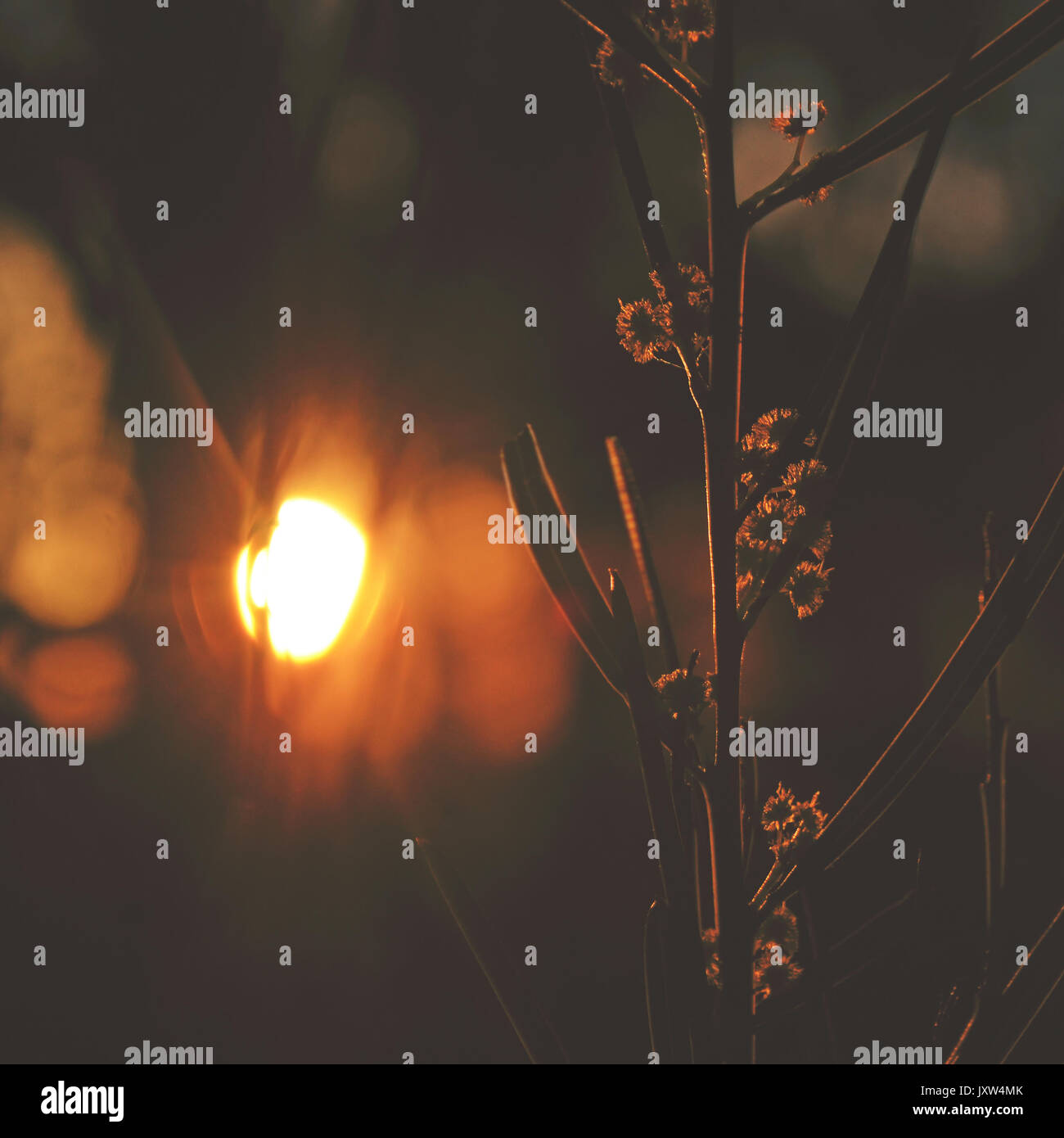 Glowing wattle hi-res stock photography and images - Alamy
