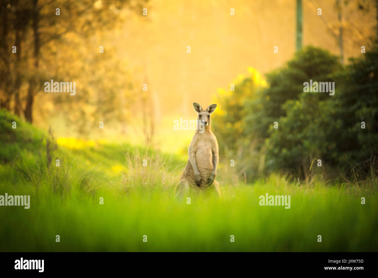 Orange kangaroo hi-res stock photography and images - Alamy