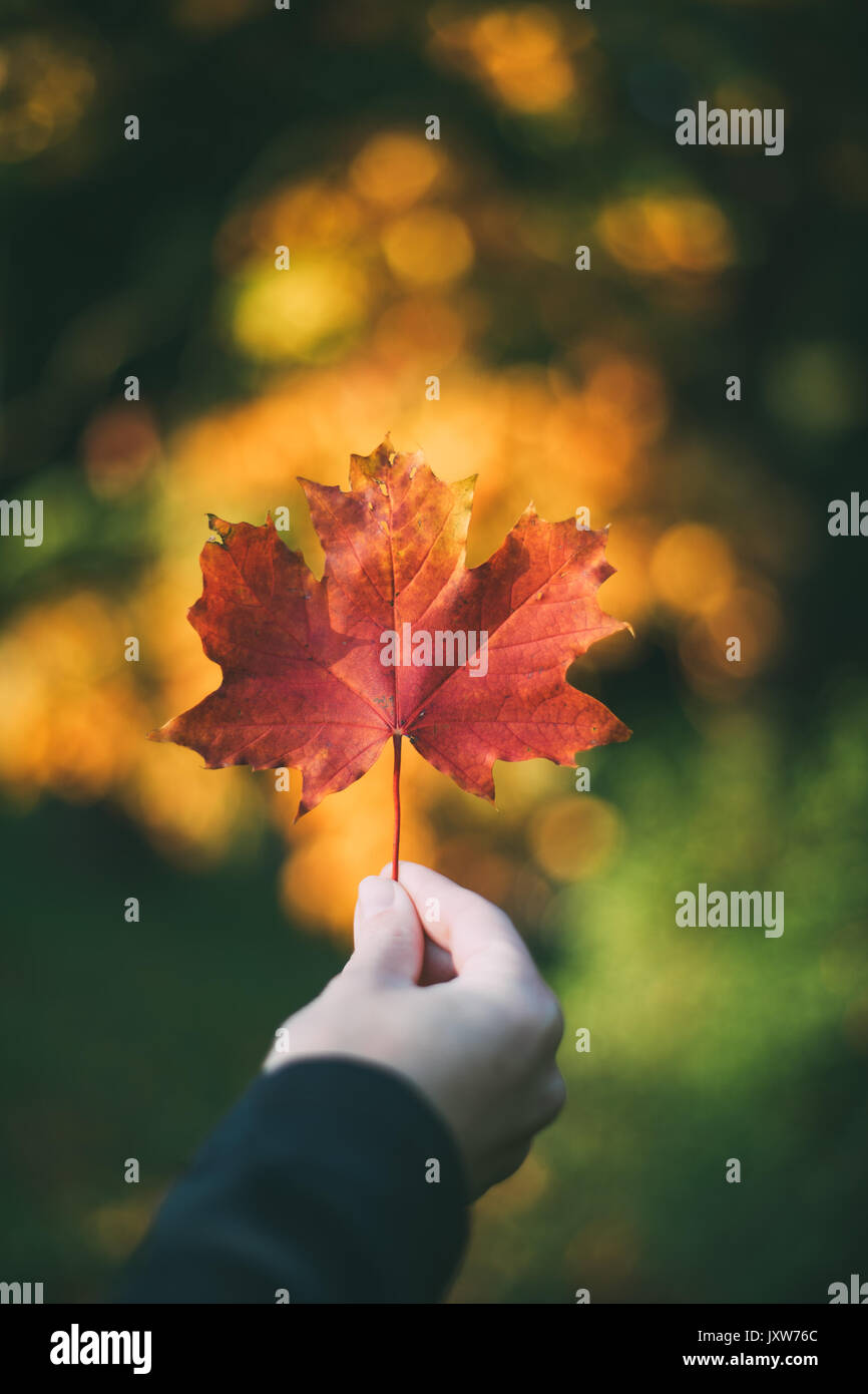 Hand holding maple leaf hi-res stock photography and images - Alamy