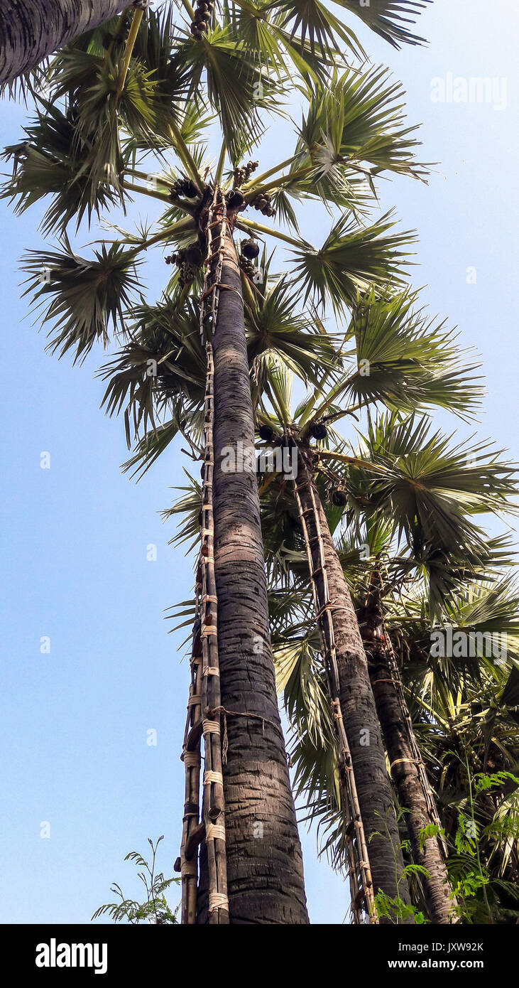 Myanmar palm trees hi-res stock photography and images - Alamy