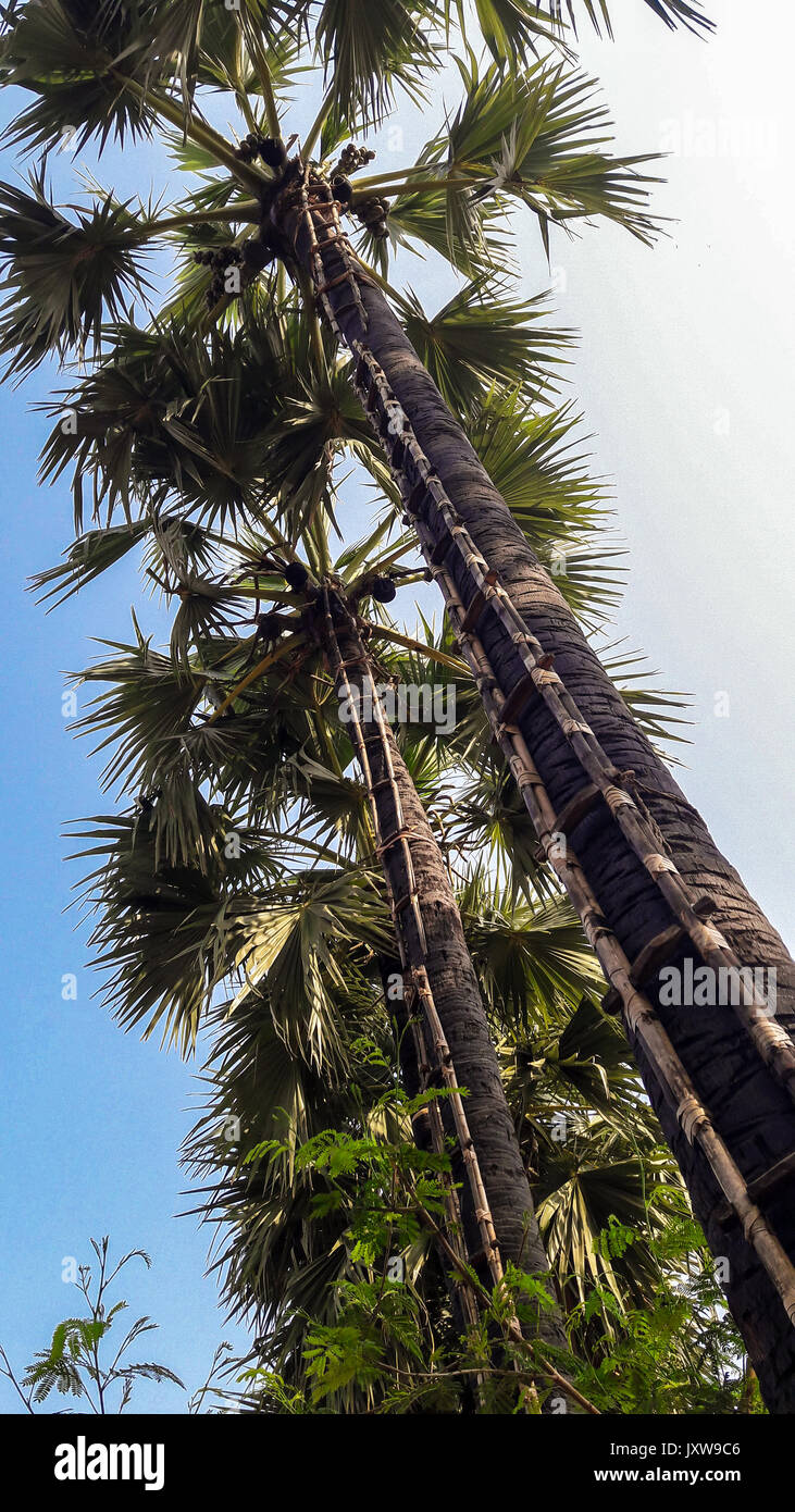 Myanmar palm trees hi-res stock photography and images - Alamy
