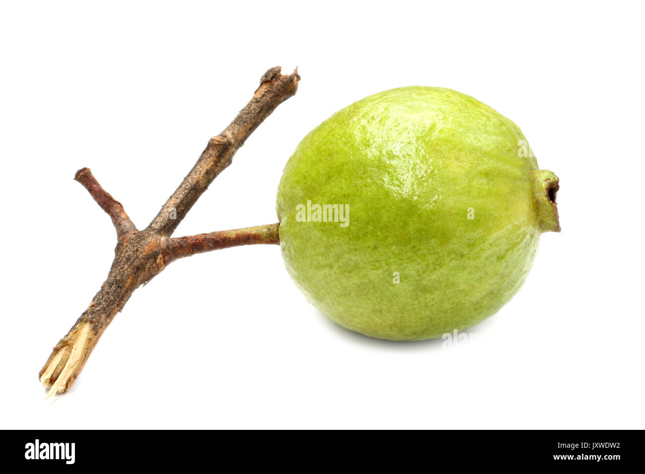 Harvest guava Cut Out Stock Images & Pictures - Alamy