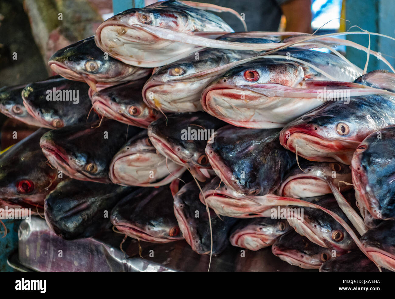 Stack of Fish For Sale at Local Market in Cuenca, Ecuador Stock Photo ...