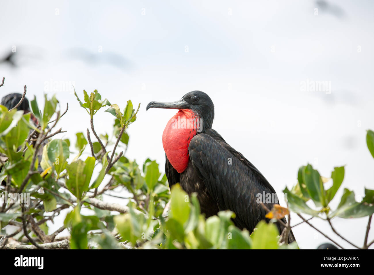 Male frigate bird with red gullet for mating season Stock Photo - Alamy