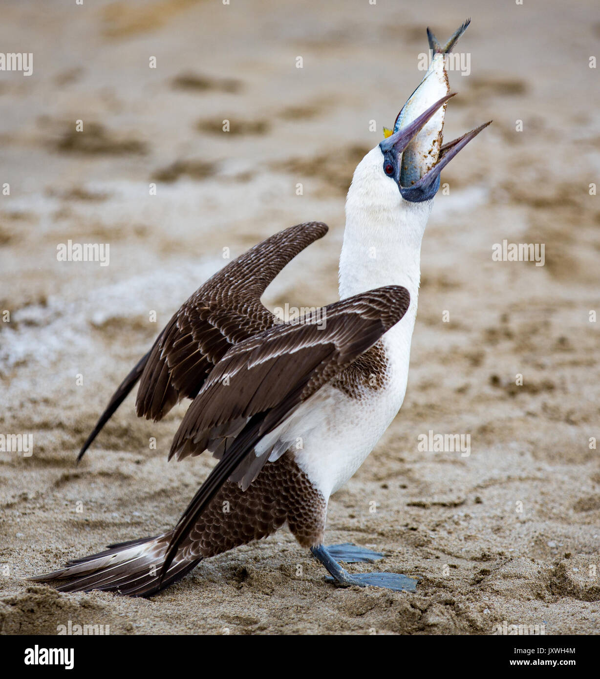 Blue footed booby stealing fish from fishermen Stock Photo - Alamy
