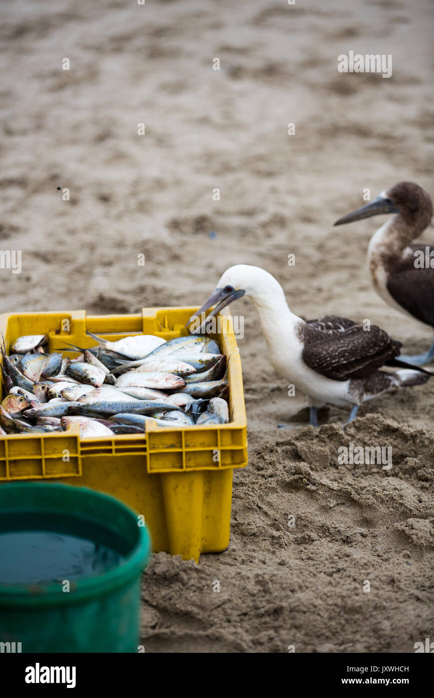 Blue footed booby stealing fish from fishermen Stock Photo - Alamy
