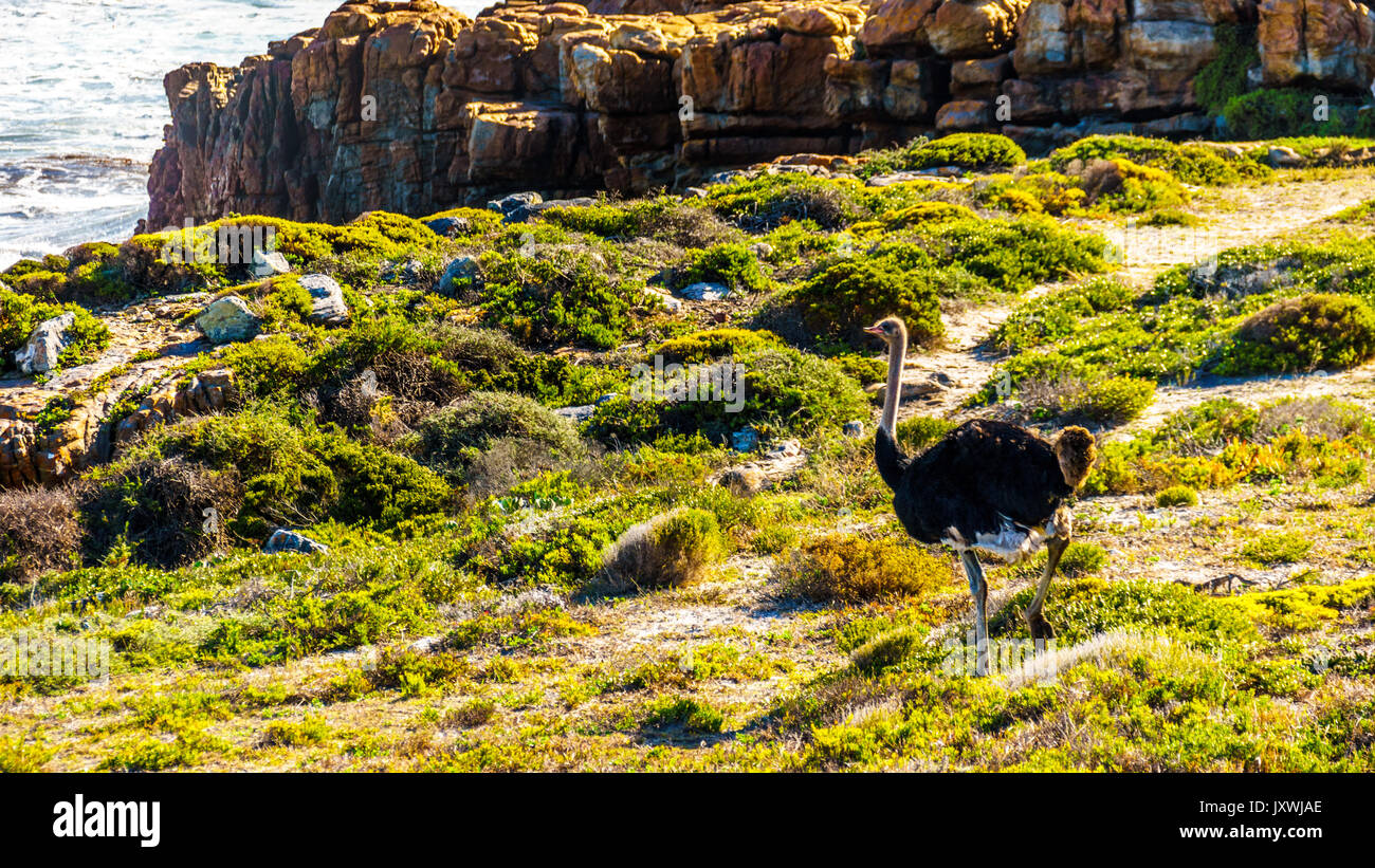 Male Ostrich in Cape Point Nature Reserve on the Cape Peninsula in ...