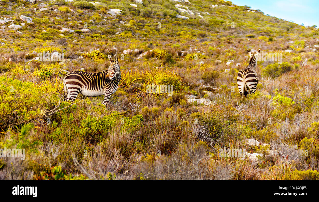 Grazing Zebras in Cape Point Nature Reserve on the Cape Peninsula in ...