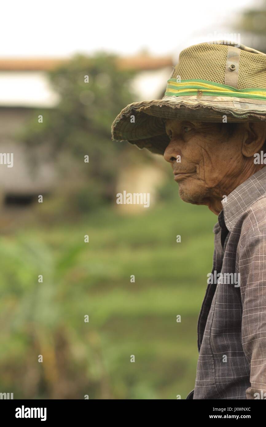 Asian Old Farmer, Old man, Old man farmer, Man in rice fields, Asia ...