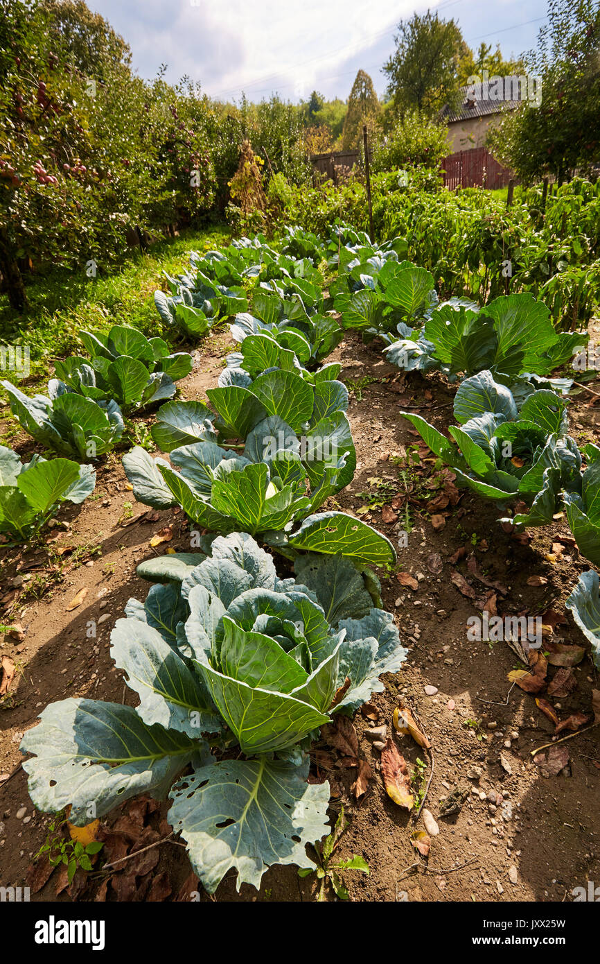 Rows of cabbage home grown in the garden Stock Photo - Alamy