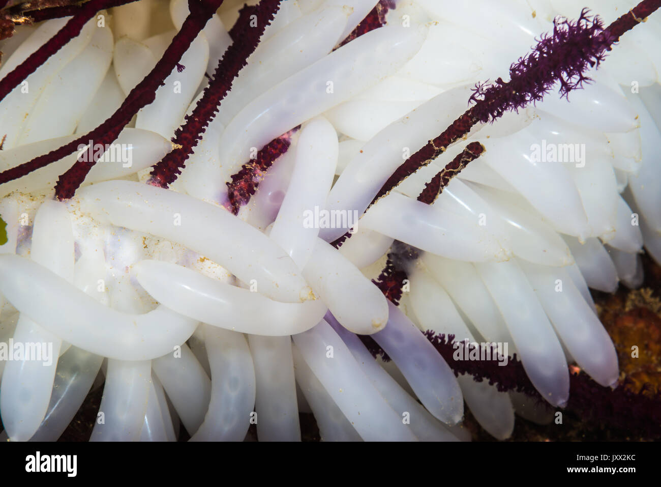 Oval squid japan hi-res stock photography and images - Alamy